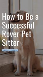 How To Be Successful As A Rover Pet Sitter & Get Your Profile Seen